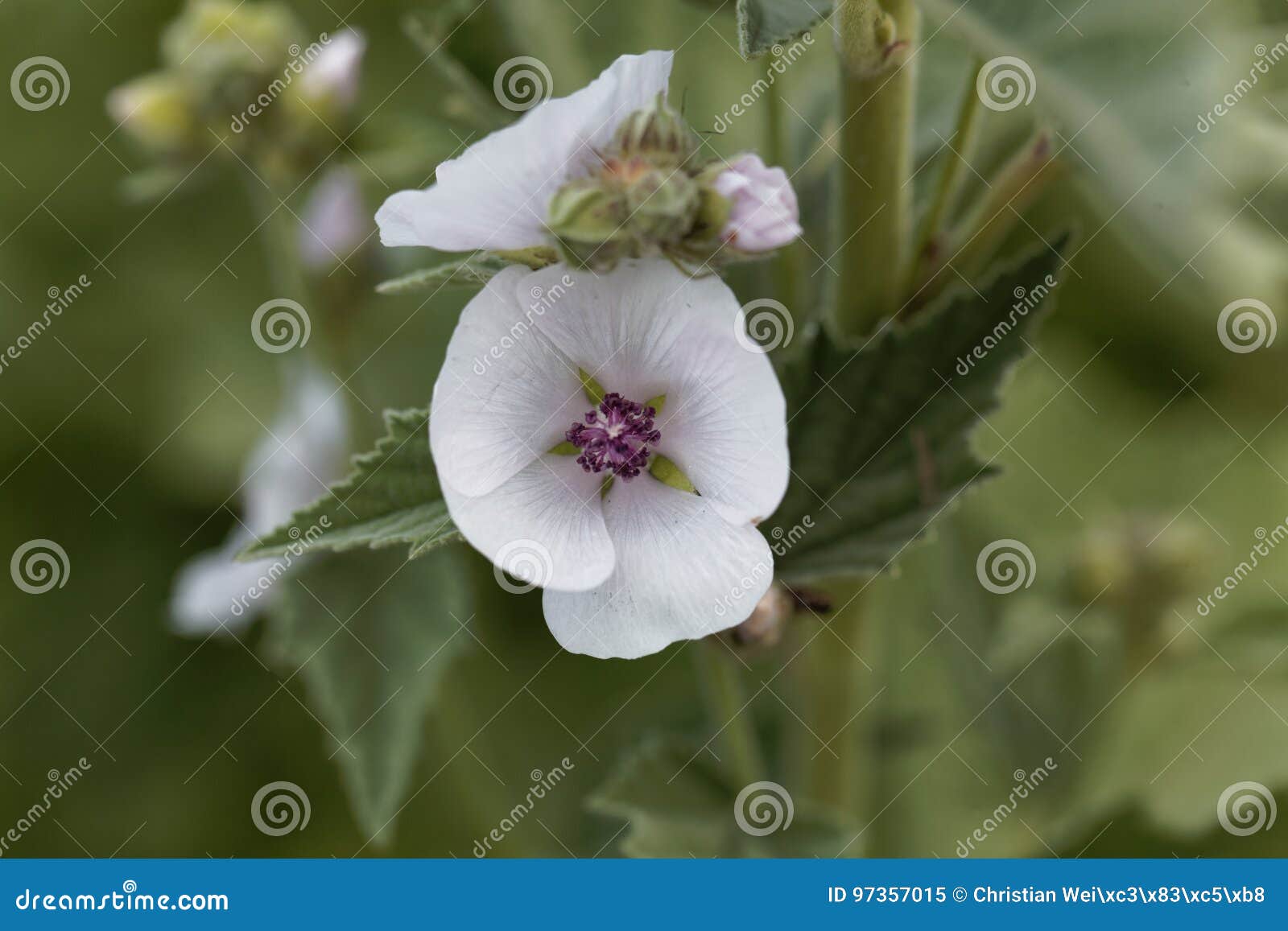 Common Marsh Mallow, Althaea Officinalis Stock Image - Image of ...