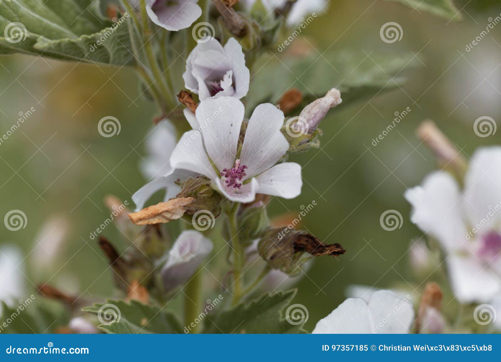Common Marsh Mallow, Althaea Officinalis Stock Image - Image of botany ...