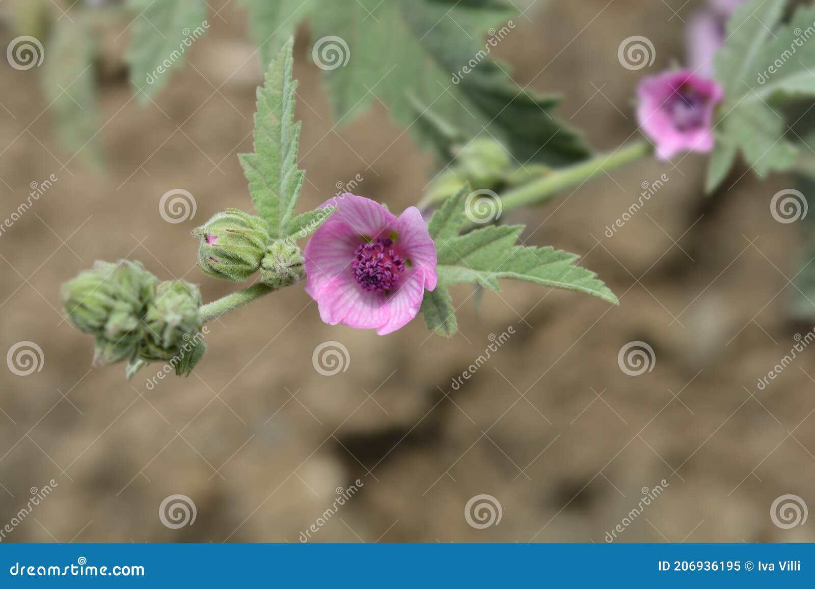 Common marsh mallow stock image. Image of garden, althaea - 206936195