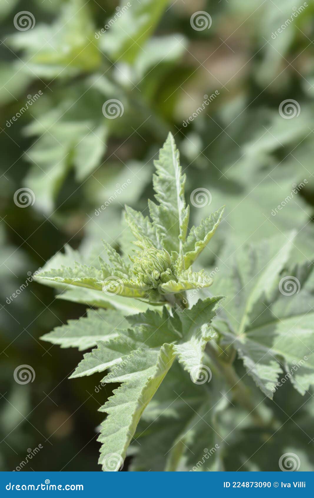 Common marsh mallow stock photo. Image of marsh, garden - 224873090