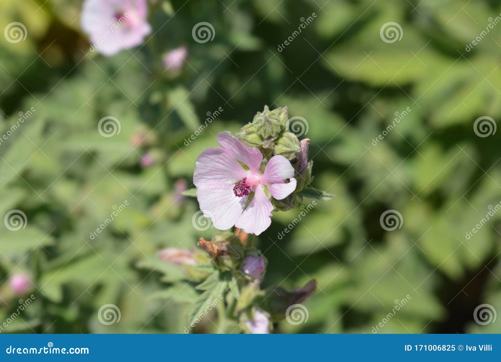 Common marsh mallow stock image. Image of marsh, pink - 171006825