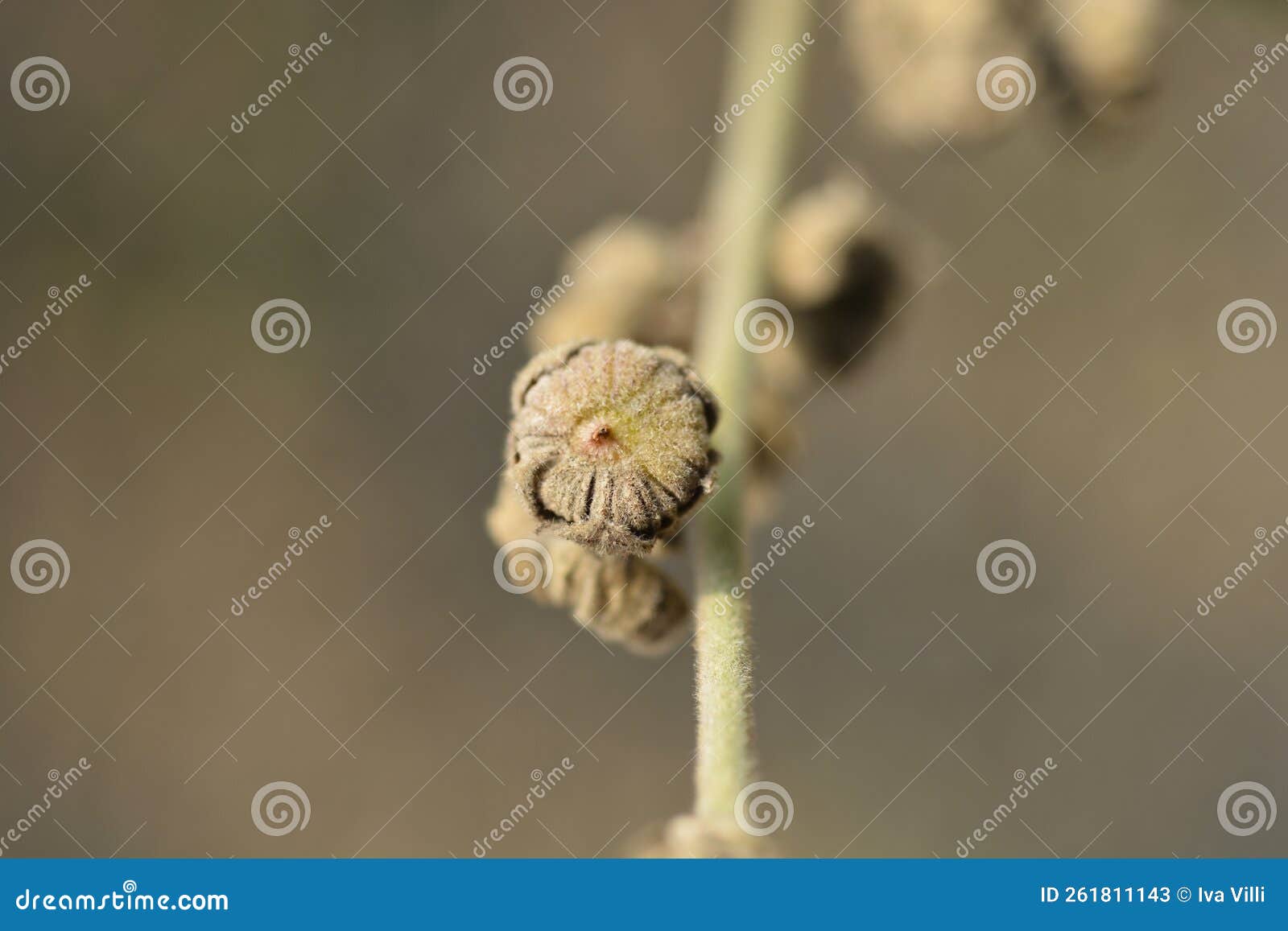 Common marsh mallow stock image. Image of plant, outdoors - 261811143