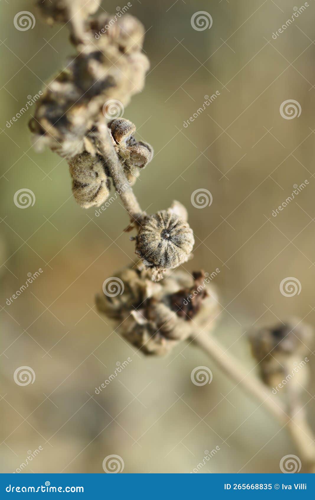 Common marsh mallow stock image. Image of seed, plant - 265668835