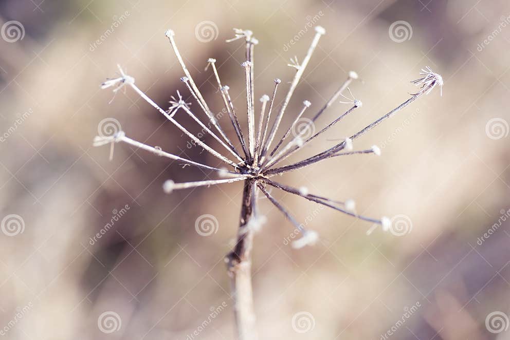 Common Meadow Grass in a Field Stock Photo - Image of background, flora ...