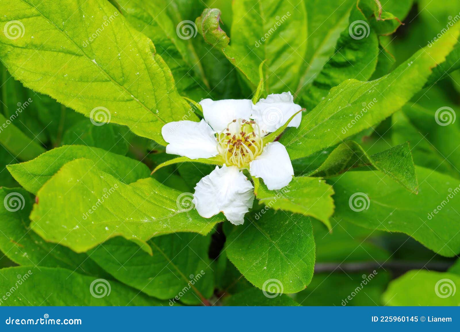 Common Medlar Blossoms on Tree in Stock Image - Image of medlar, tree ...