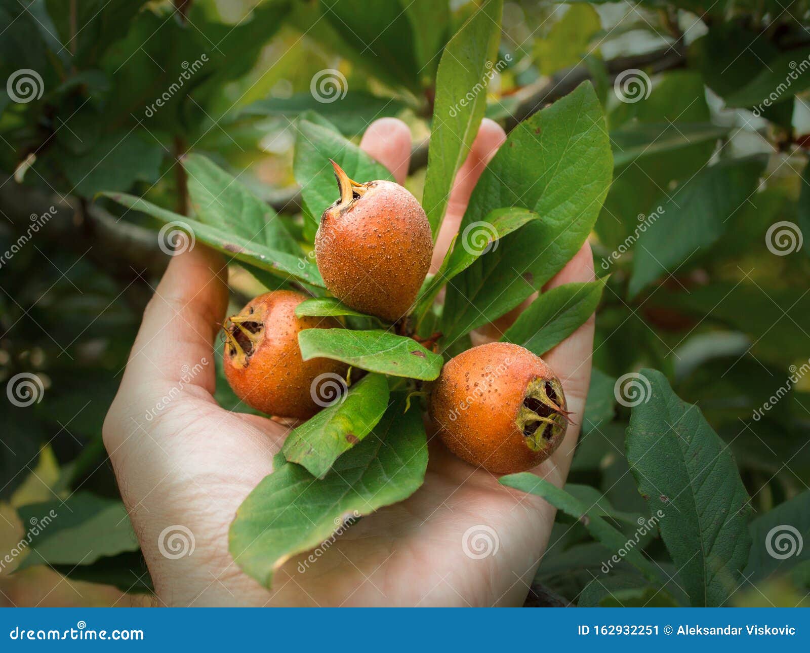 Common medlar in a hand stock image. Image of hand, mespilus - 162932251