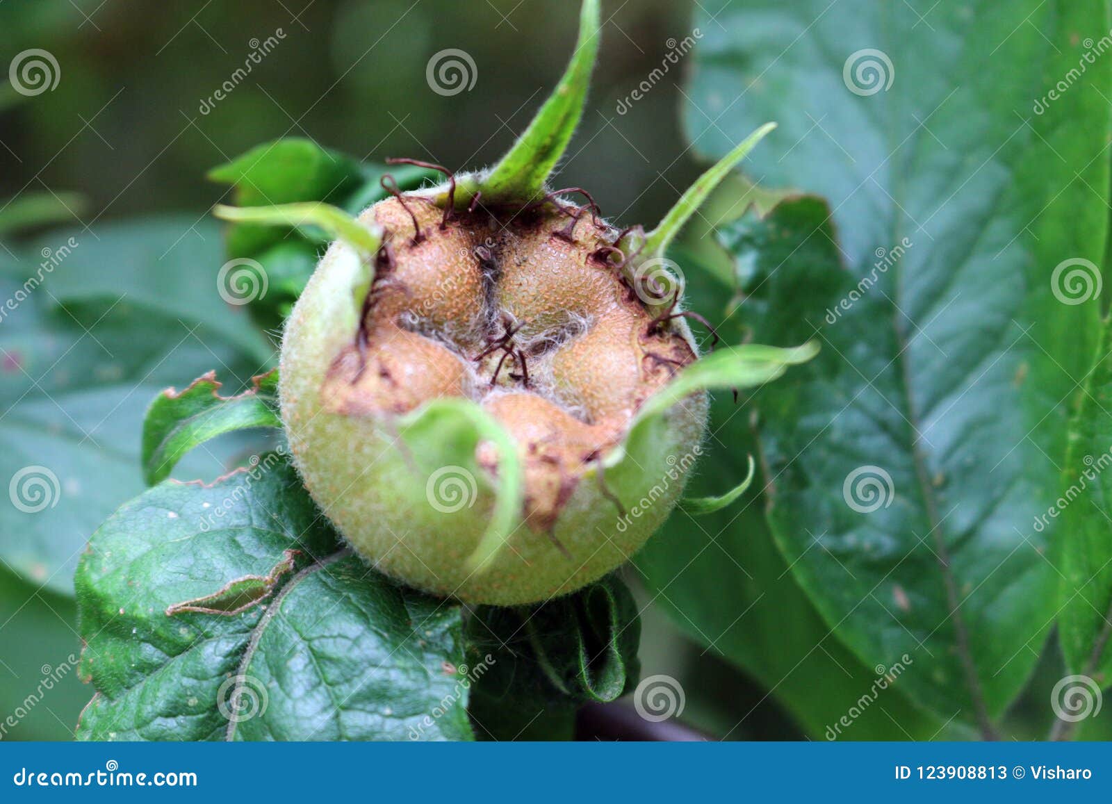 Common Medlar stock image. Image of small, plant, nature - 123908813