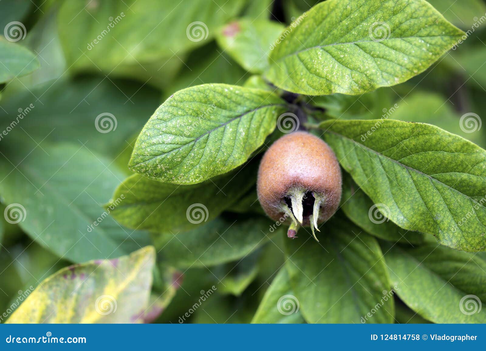 Common Medlar Fruit stock photo. Image of background - 124814758