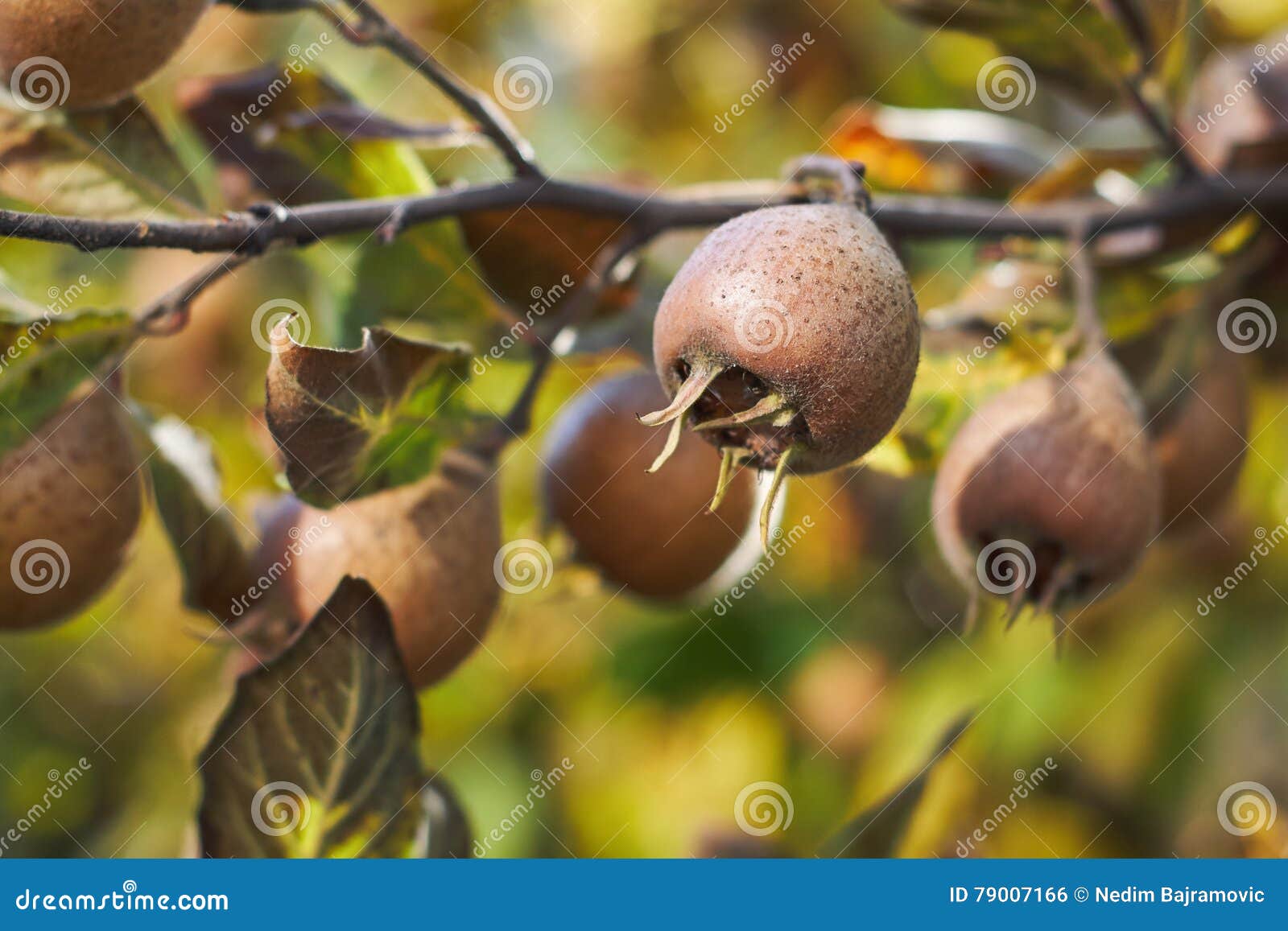 Common medlar fruit stock photo. Image of green, food - 79007166
