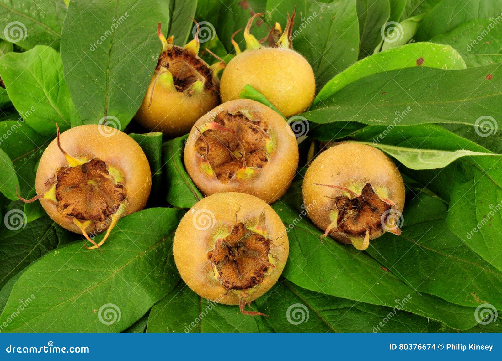 Common Medlar Royalty-Free Stock Photography | CartoonDealer.com #123908813