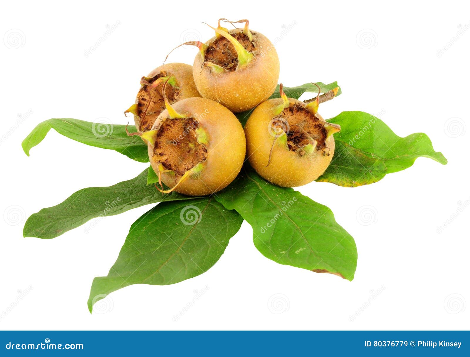 Common Medlar Fruit stock image. Image of common, white - 80376779