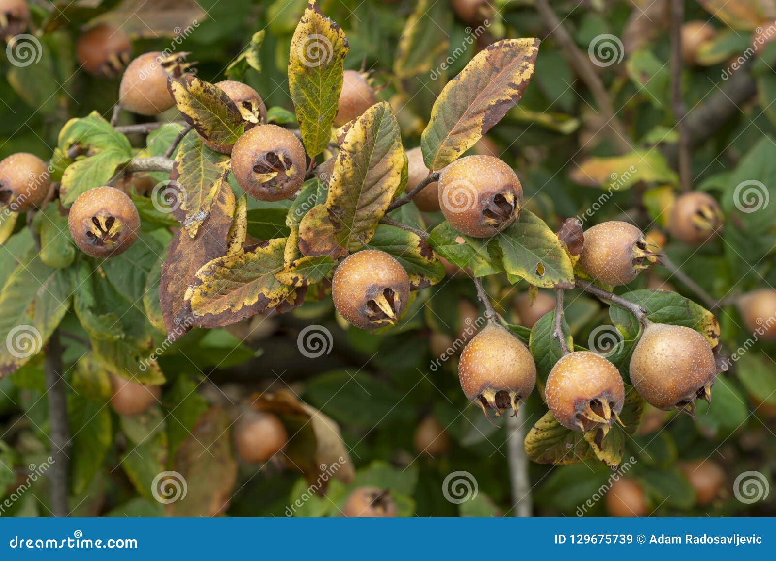 Common Medlar - Fruits on Tree Stock Image - Image of summer, green ...