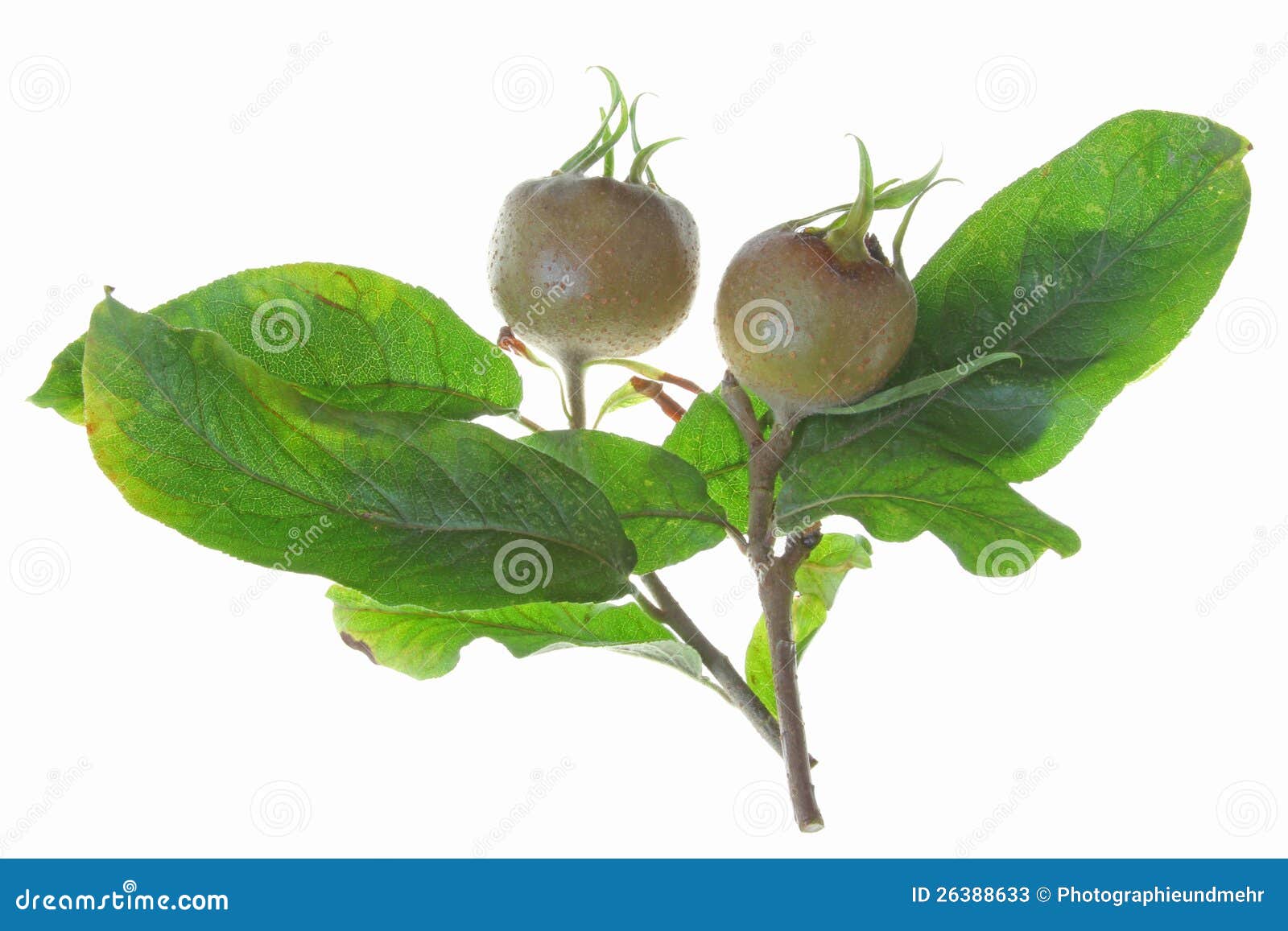 Common Medlar (Mespilus Germanica) Stock Image - Image of botany ...