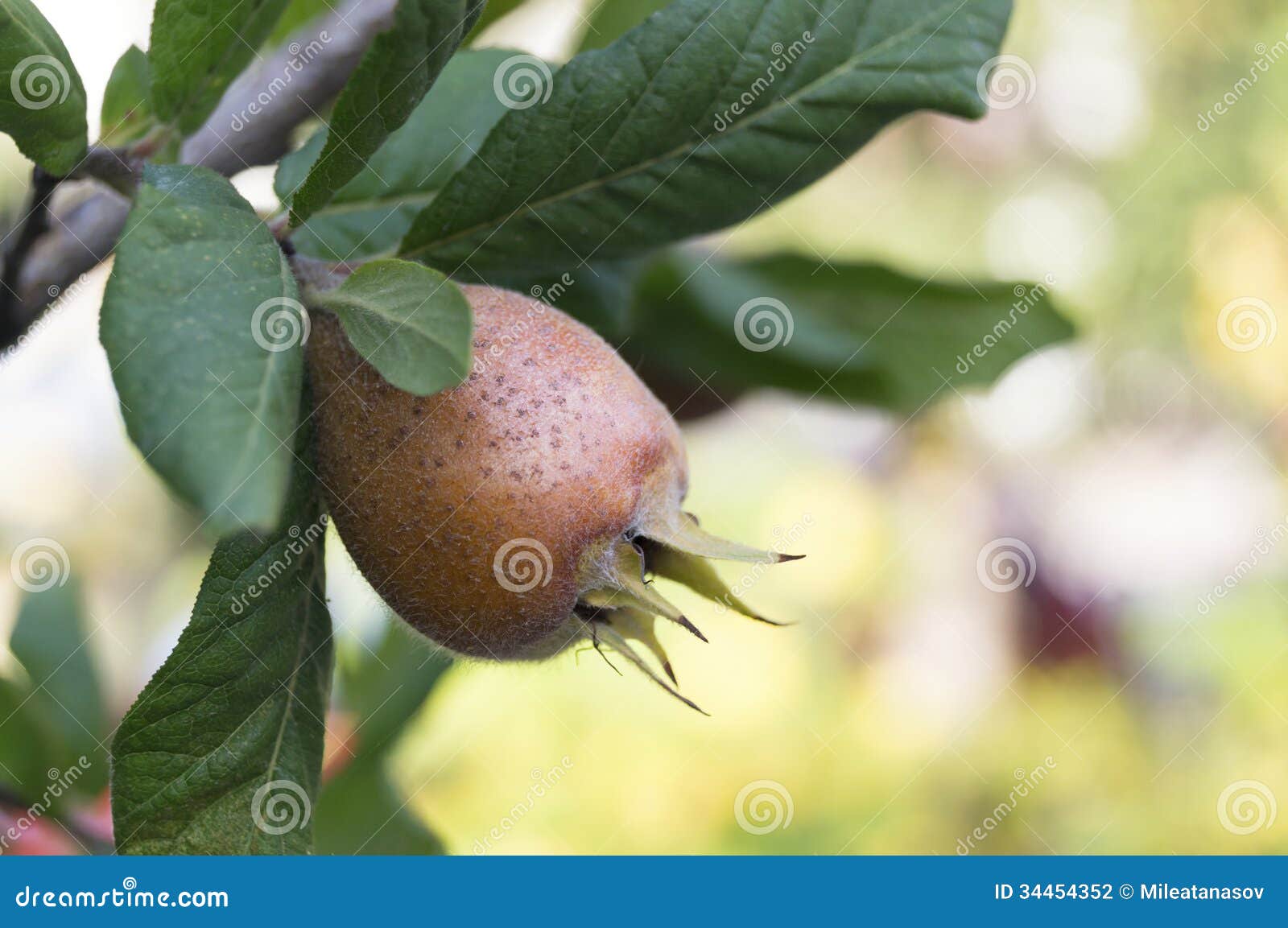 Common medlar stock photo. Image of closeup, germanica - 34454352