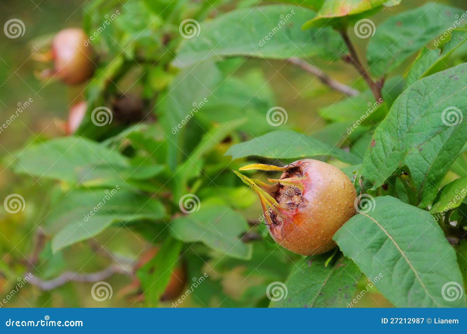 Common medlar on tree stock image. Image of leaf, loquat - 27212987