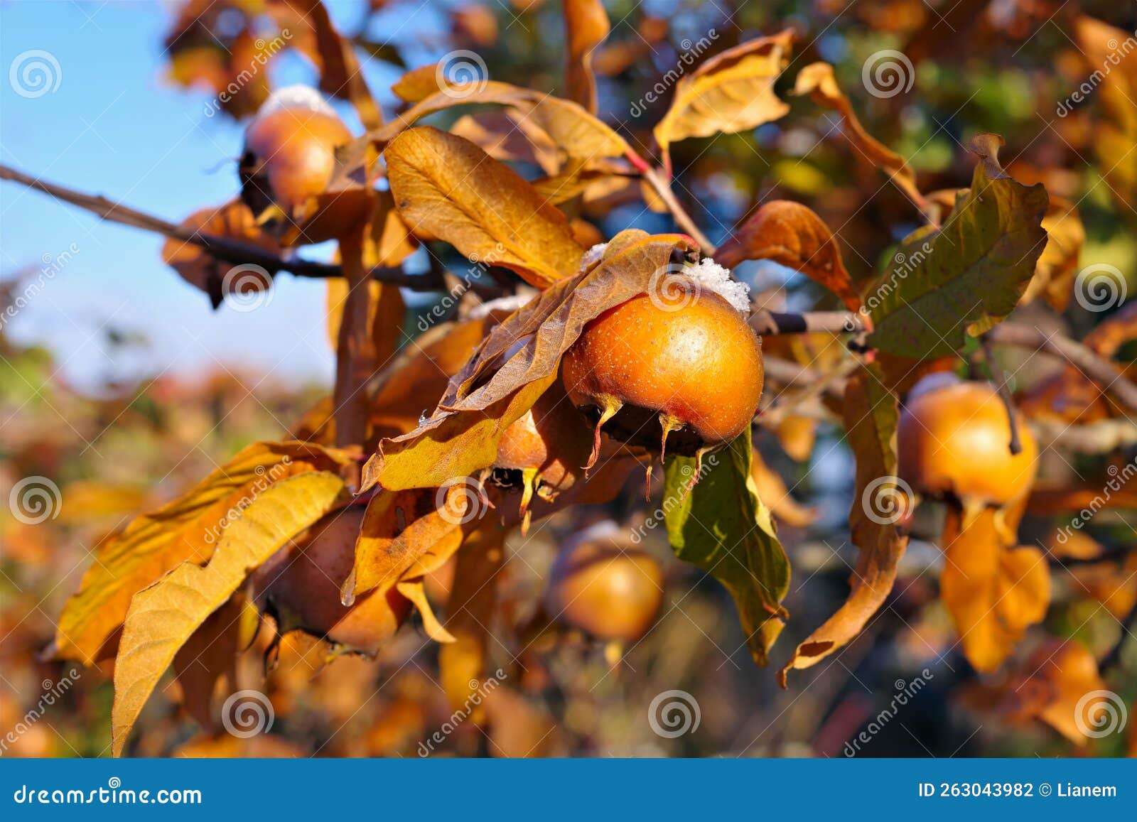 Common Medlar on Tree in Autumn Stock Photo - Image of tree, mespilus ...
