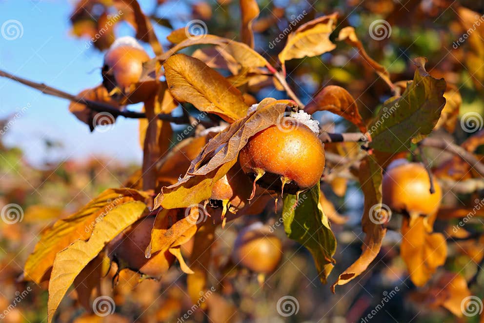 Common Medlar on Tree in Autumn Stock Photo - Image of tree, mespilus ...