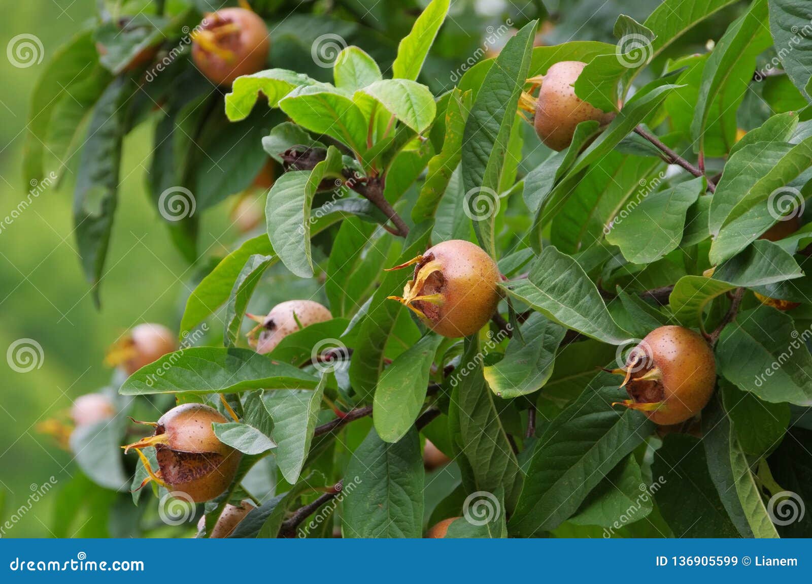 Common medlar on tree stock image. Image of mespilus - 136905599