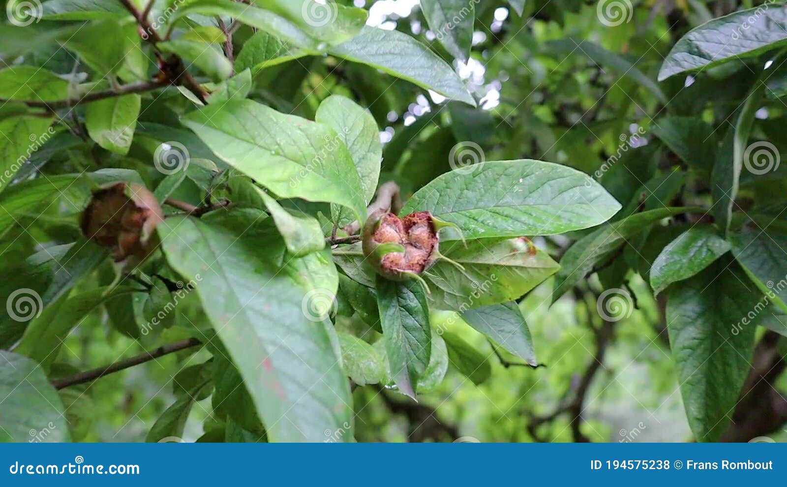 Common Medlar Tree with Fruit in Summer Stock Footage - Video of shrub ...