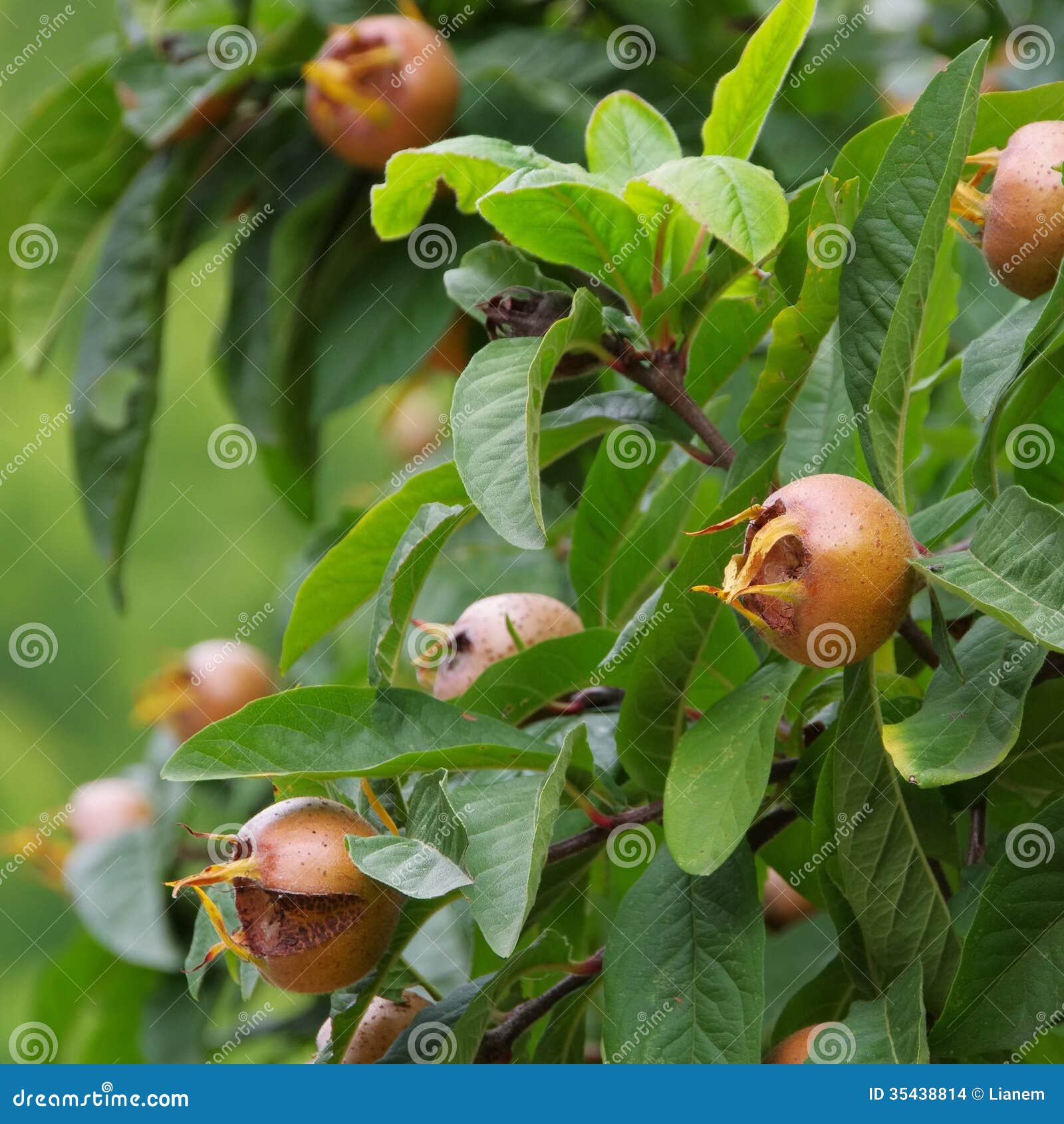 Common medlar on tree stock photo. Image of garden, natural - 35438814