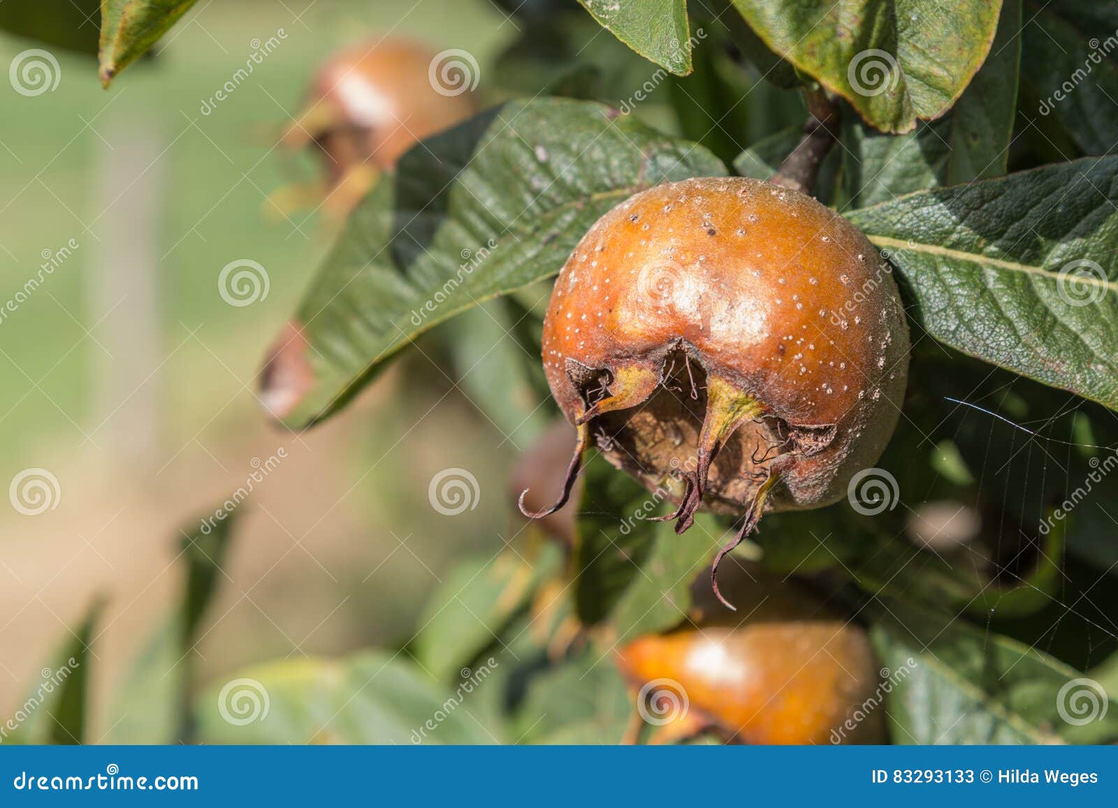 Common medlars on a tree stock image. Image of brown - 83293133
