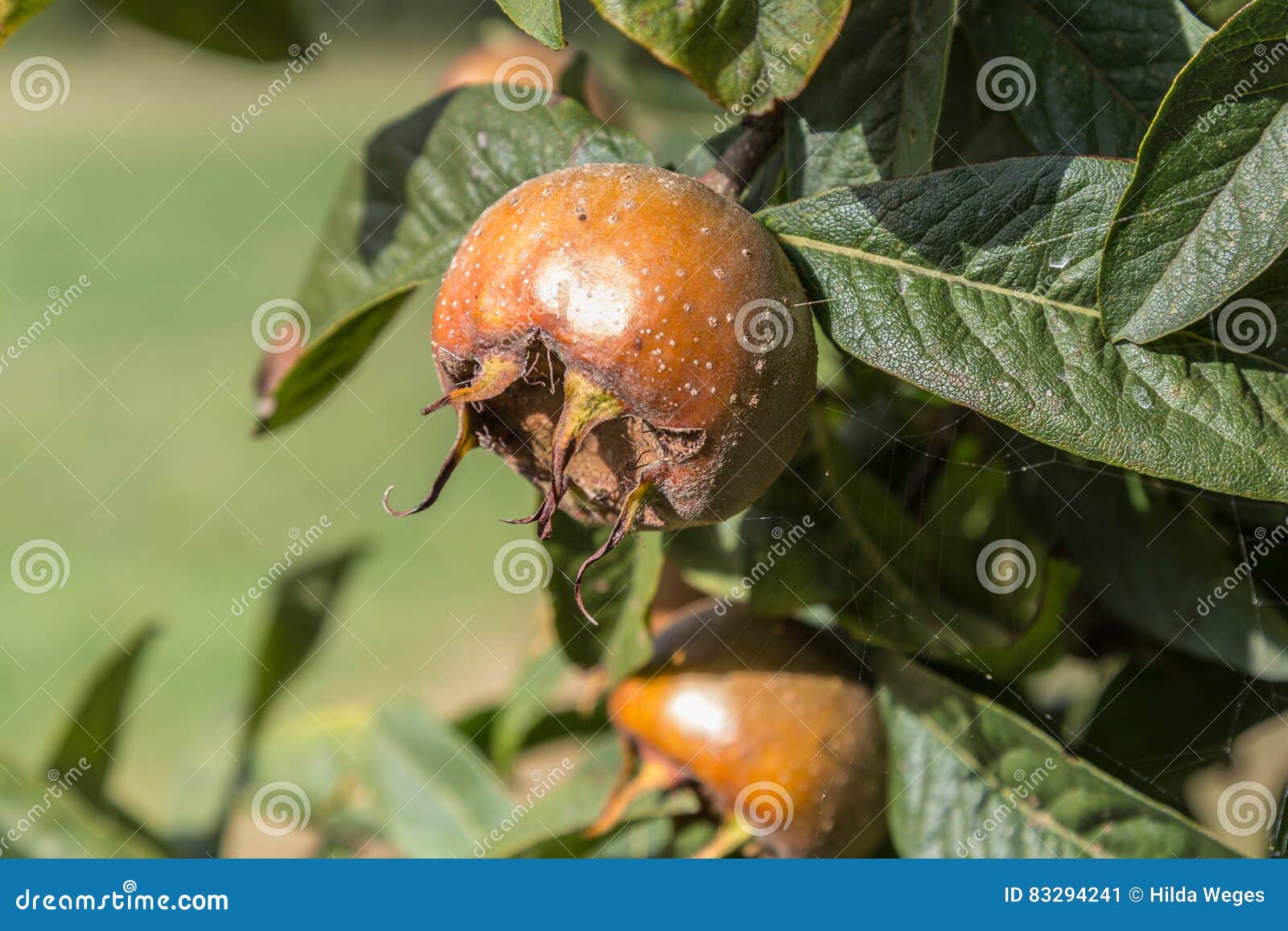 Common medlars on a tree stock image. Image of meddler - 83294241