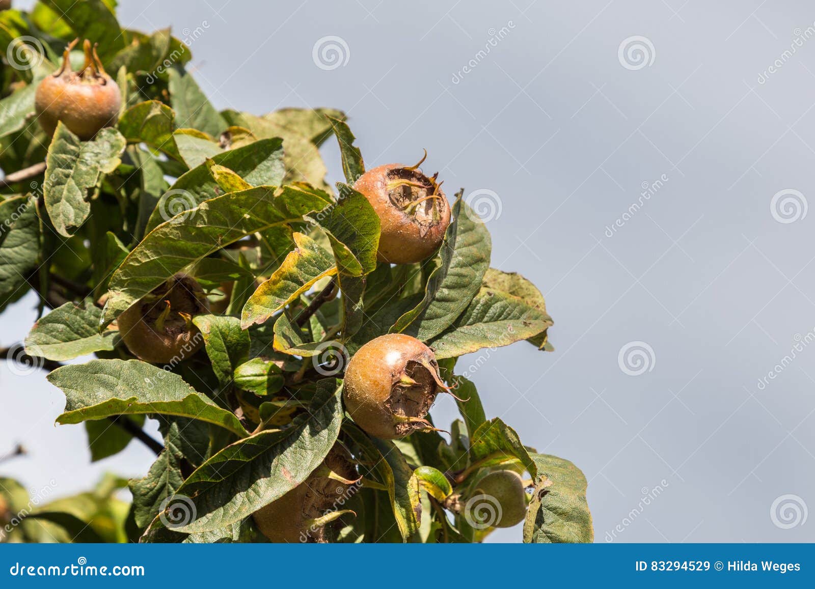 Common medlars on a tree stock image. Image of leaf, food - 83294529