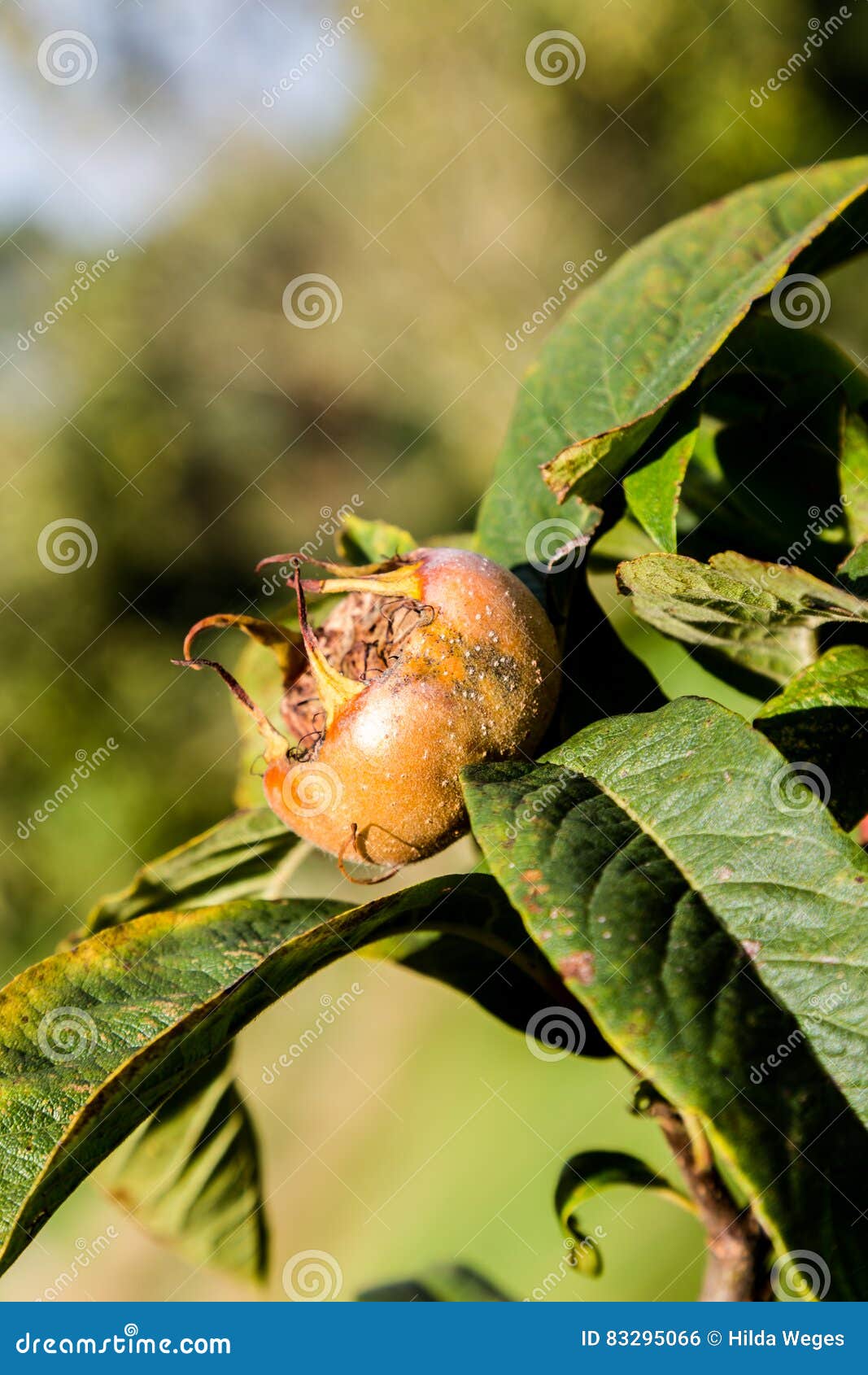 Common medlars on a tree stock photo. Image of background - 83295066