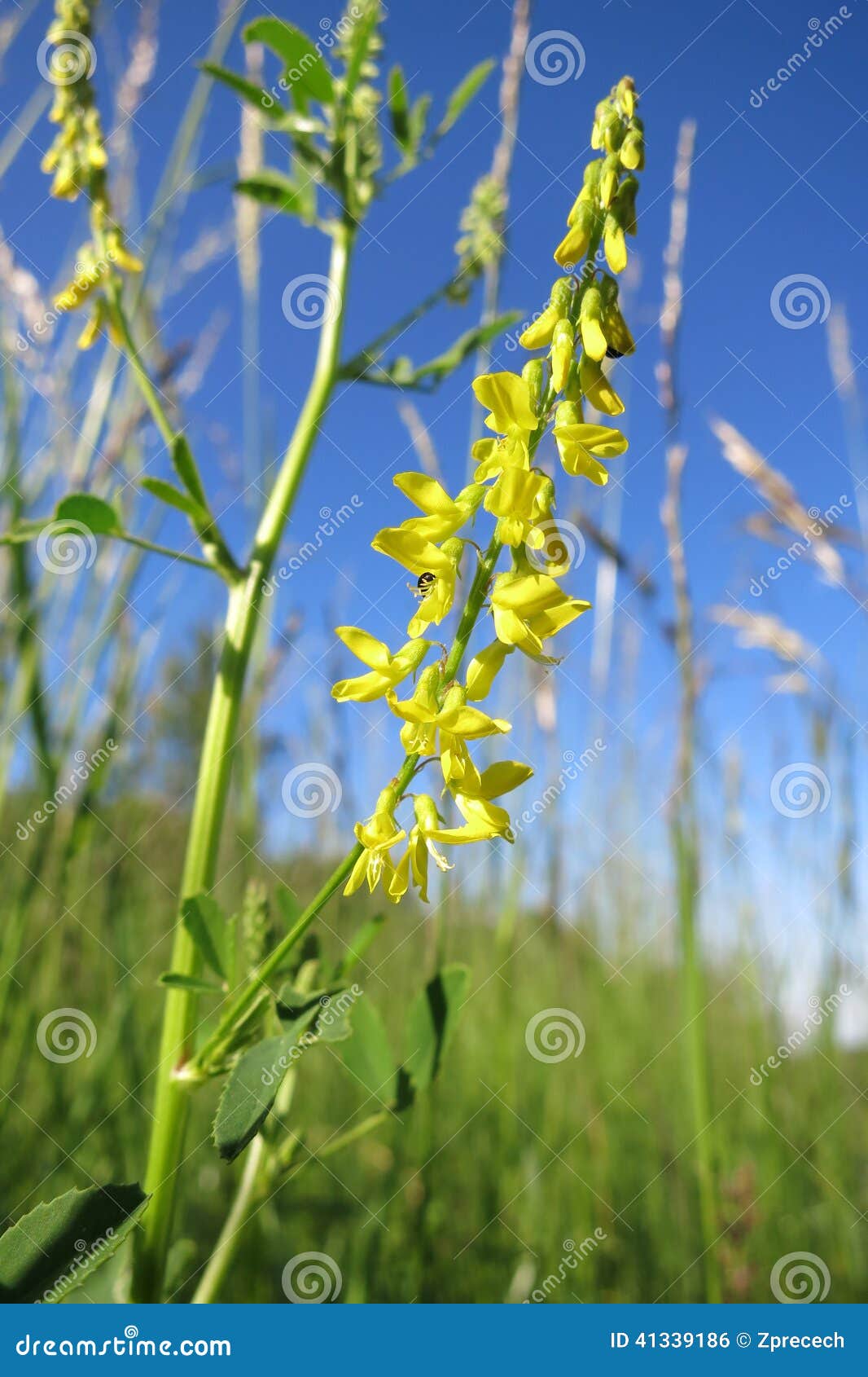 Common Melilot or Yellow Sweet Clover (Melilotus Officinalis) Stock ...