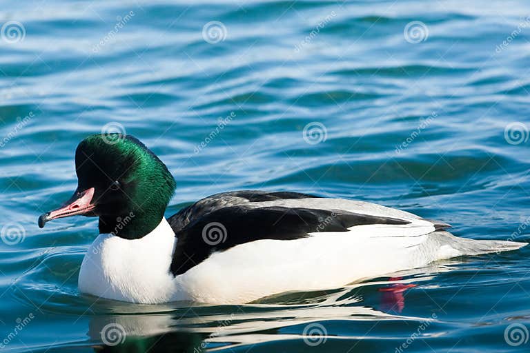 Common Merganser stock photo. Image of piscivorous, animal - 13221446