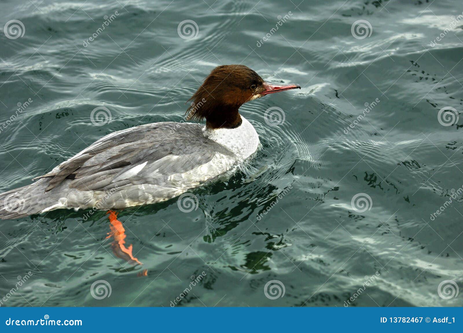 Common Merganser stock image. Image of wild, waterfowl - 13782467