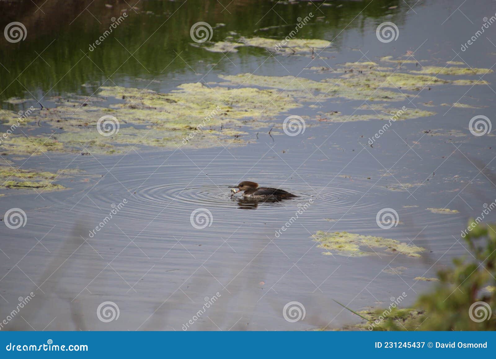 A Common Merganser Duck Eating a Stickleback Stock Image - Image of ...
