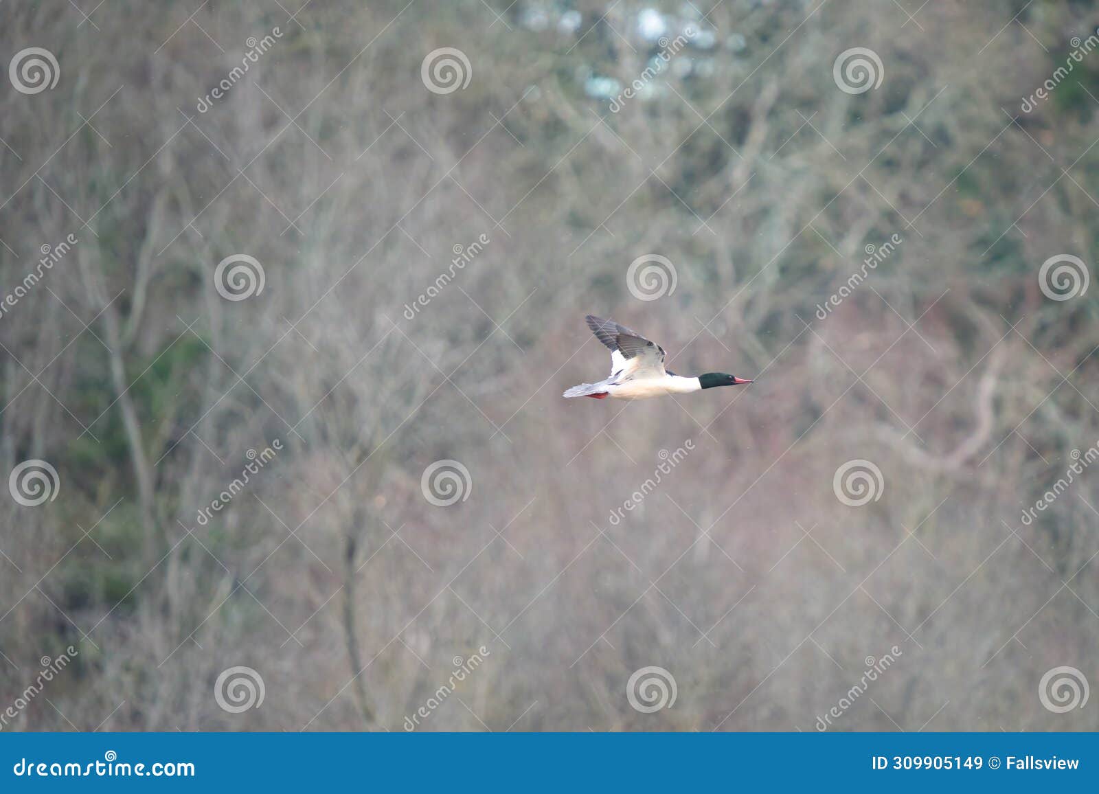 Common Merganser Flying in the Air Stock Image - Image of bills, float ...