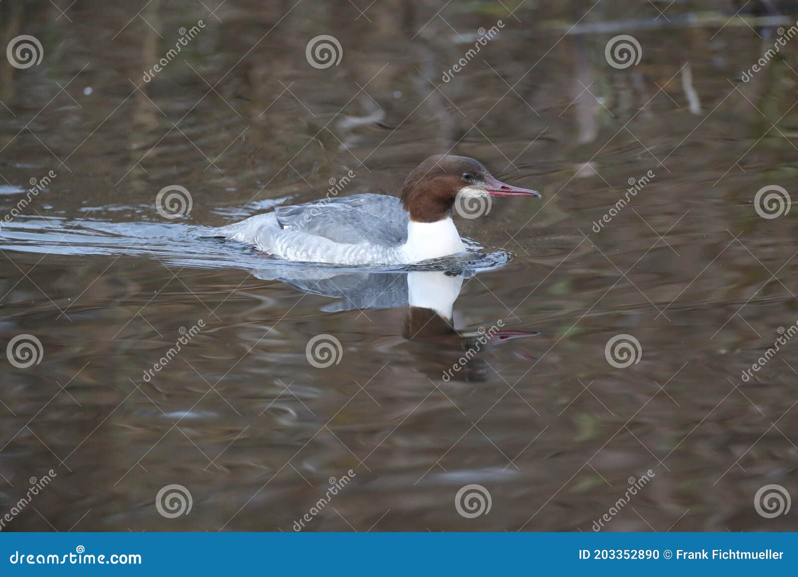 Common Merganser/Goosander Female (Mergus Merganser) Germany Stock ...