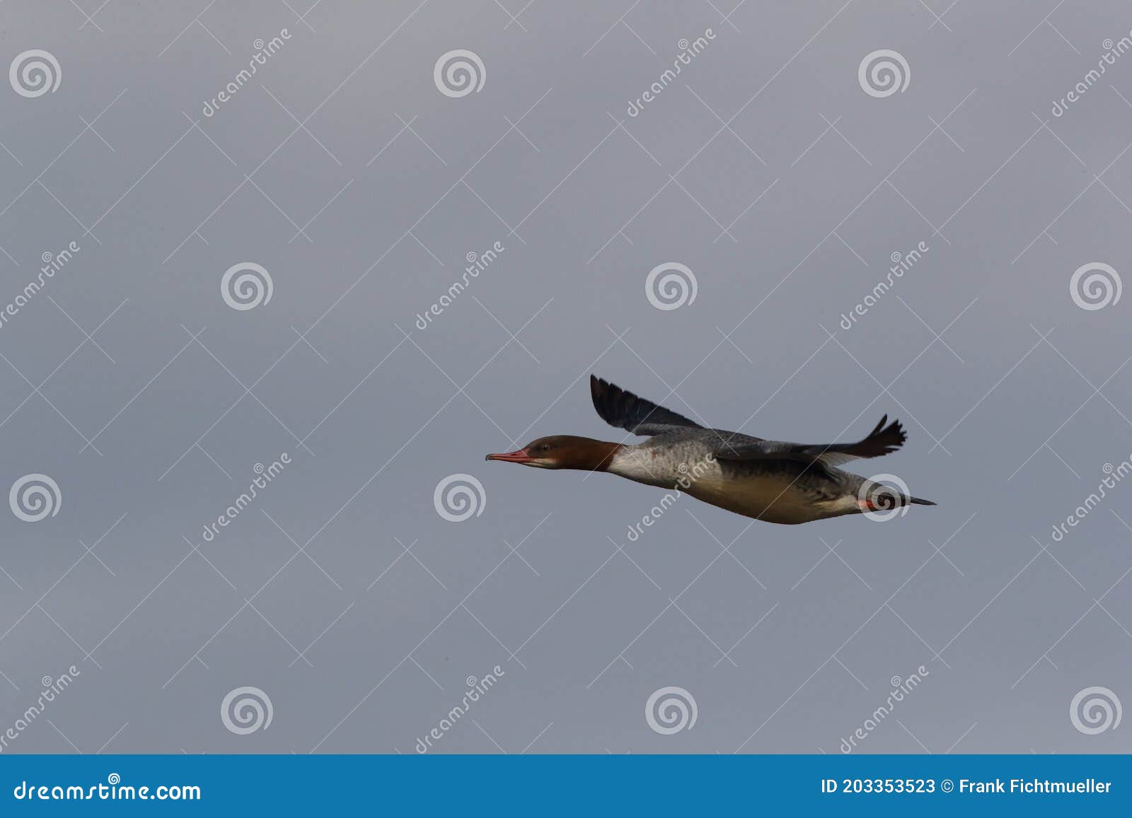 Common Merganser/Goosander Female (Mergus Merganser) Germany Stock ...
