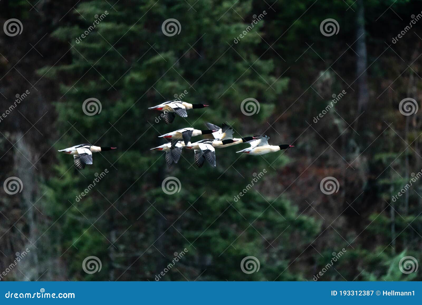 Common Merganser in Flight stock image. Image of beauty - 193312387