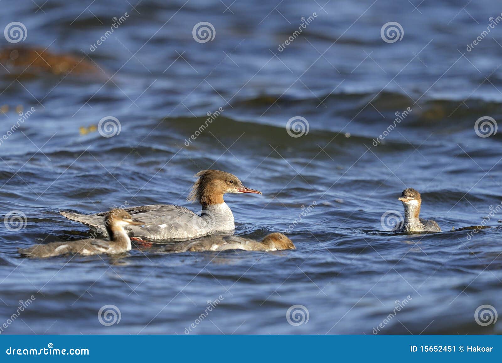 Common Merganser, Mergus Merganser Stock Image - Image of female, grey ...