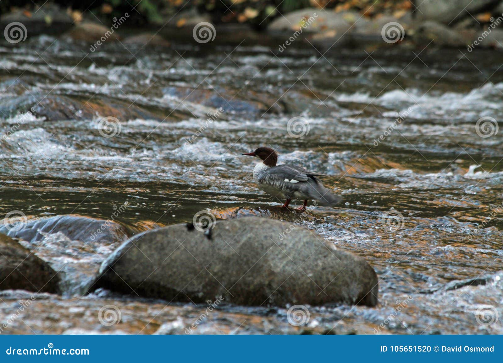 Duck on a rock stock photo. Image of park, landscape - 105651520