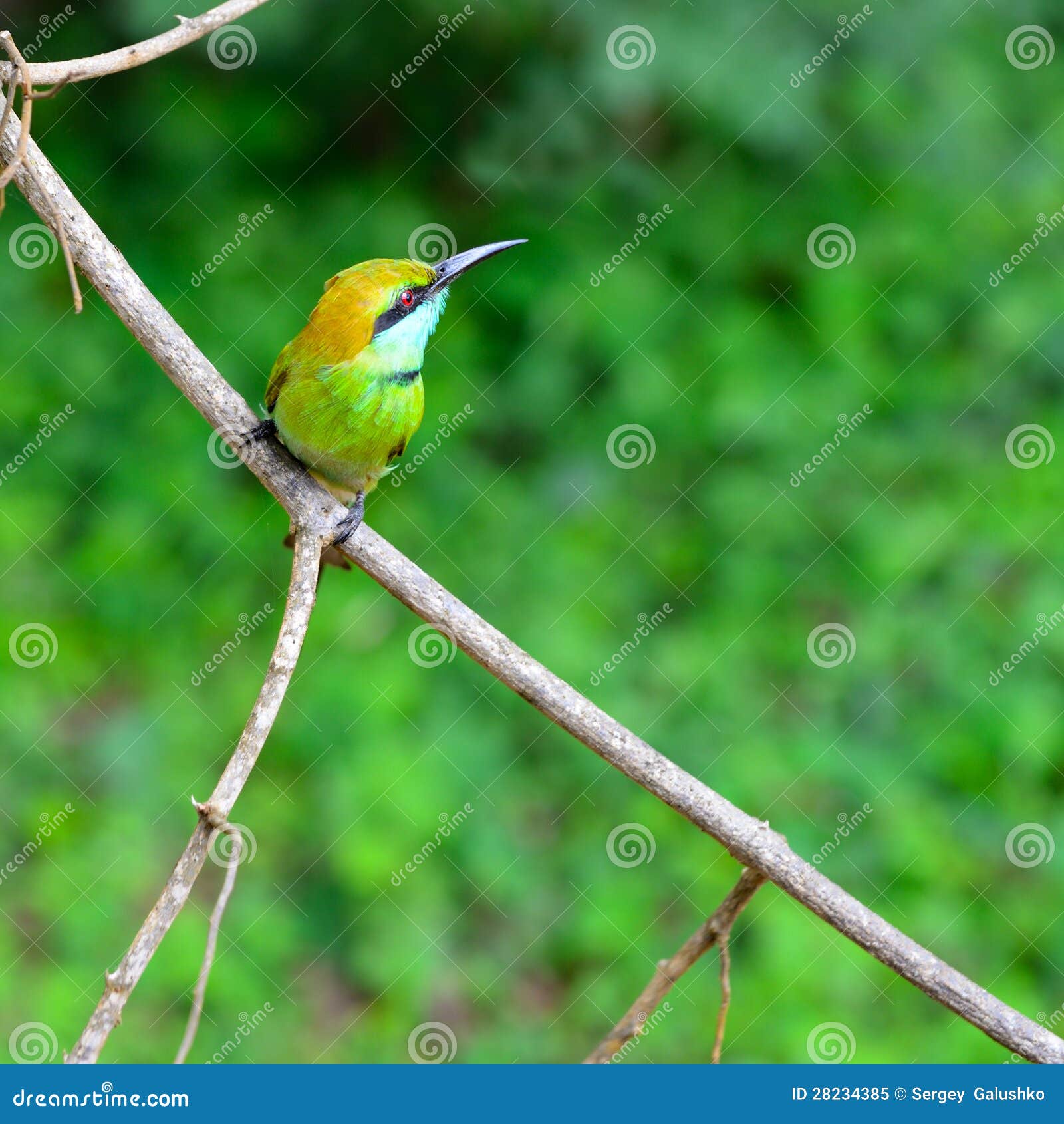 Common Merops stock image. Image of jungle, travel, yellow - 28234385