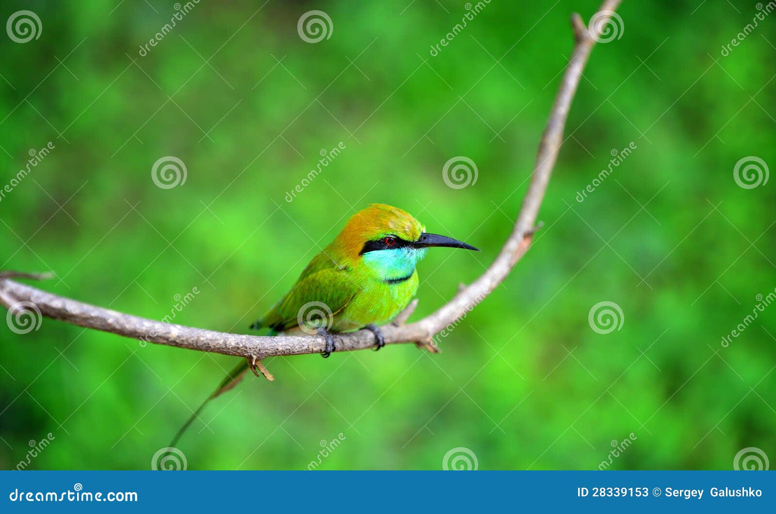 Common Merops stock image. Image of forest, beauty, tree - 28339153