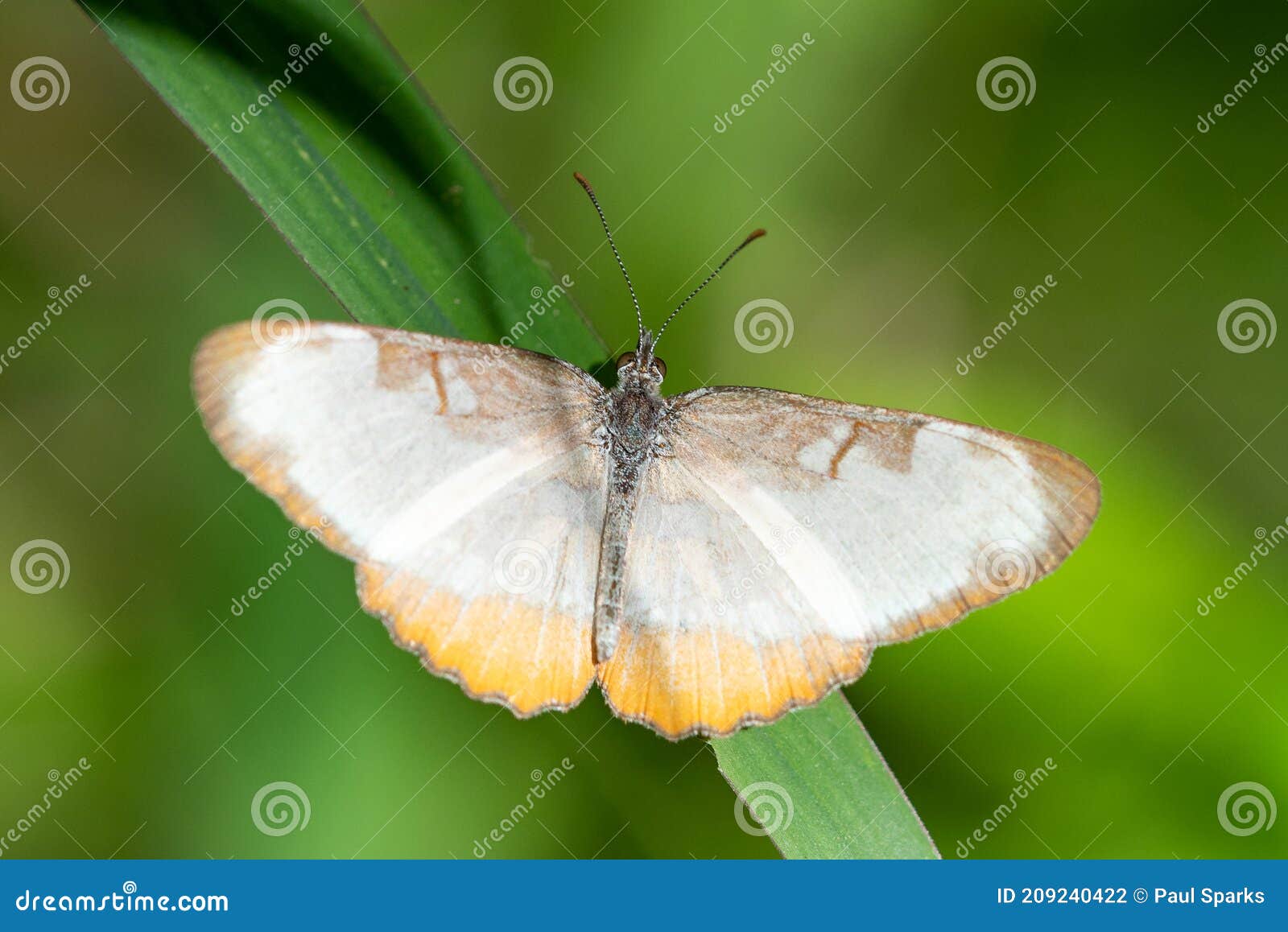 Common Mestra stock photo. Image of lrgv, fauna, animal - 209240422