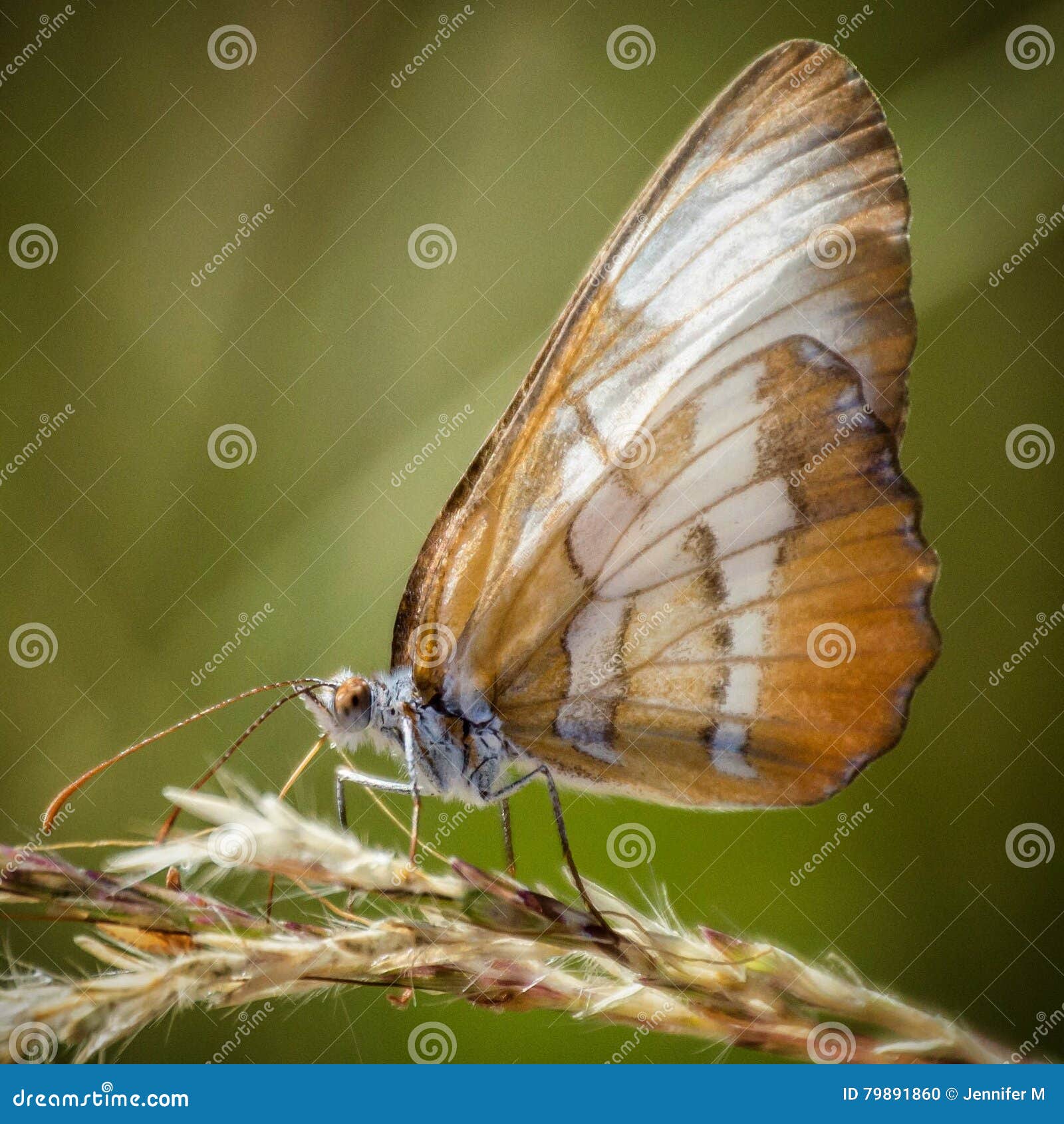 Common mestra stock photo. Image of white, orange, entomology - 79891860