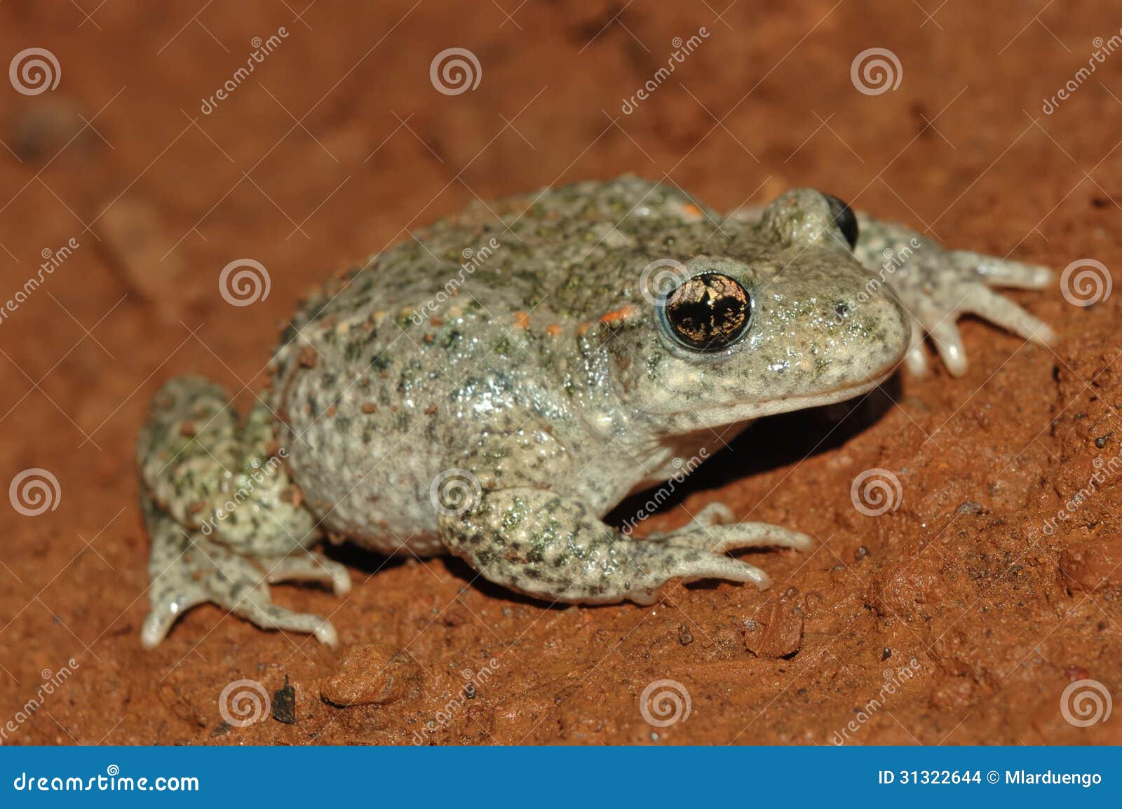 Common Midwife Toad (Alytes Obstetricans) Stock Photo - Image of anuran ...