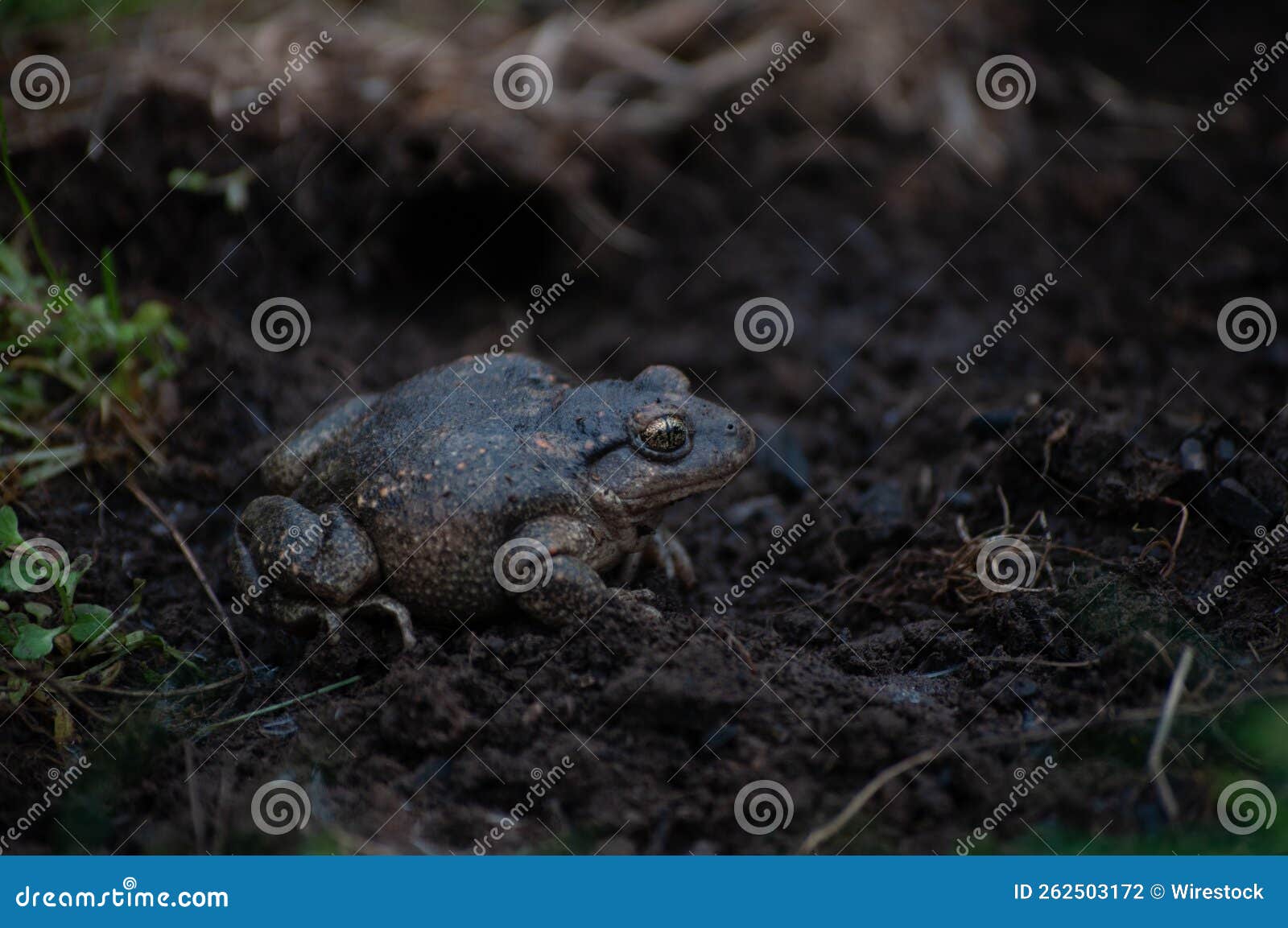 Common Midwife Toad in Nature Stock Photo - Image of green, common ...