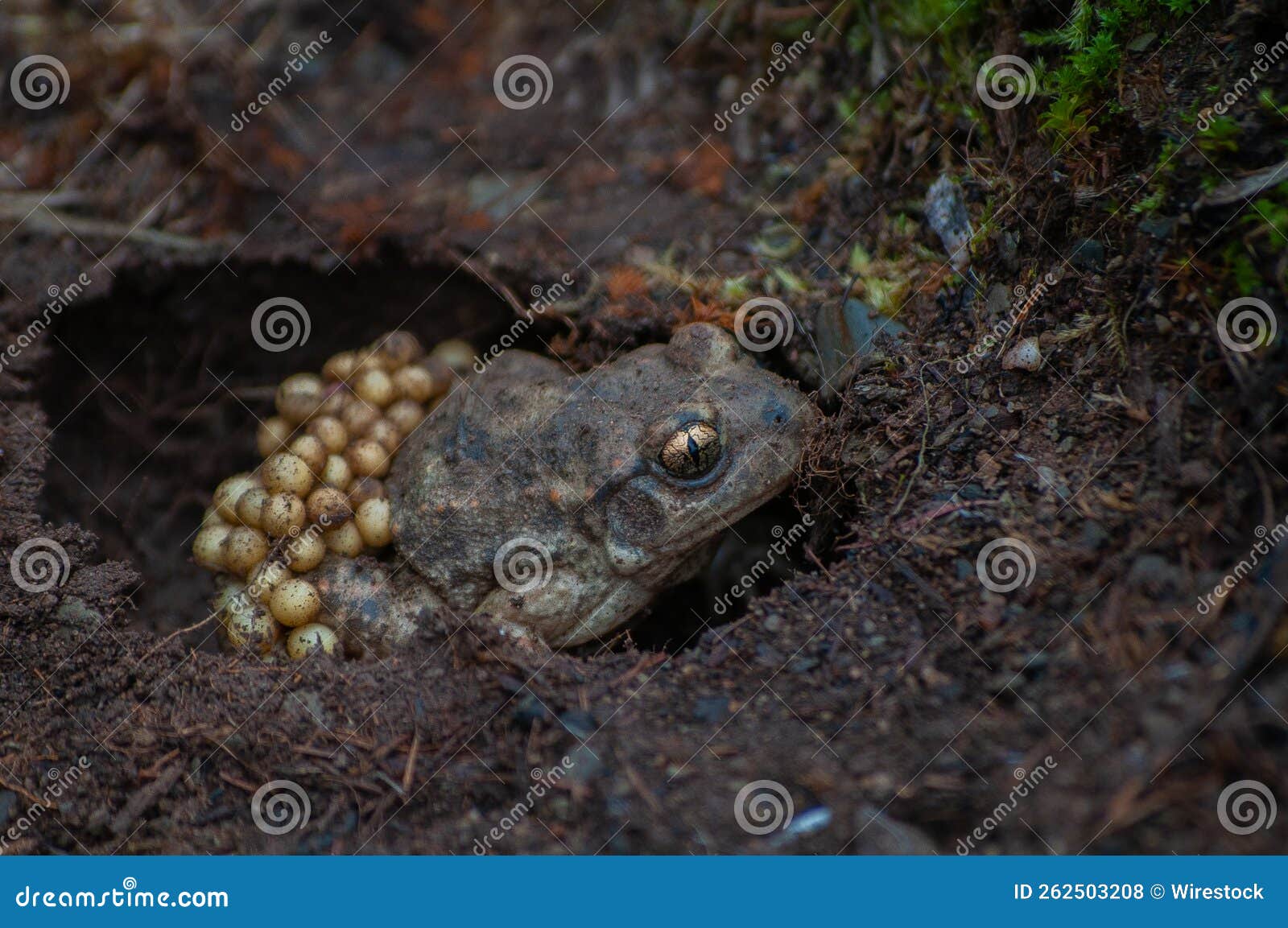 Common Midwife Toad in Nature Stock Photo - Image of wildlife, alytes ...