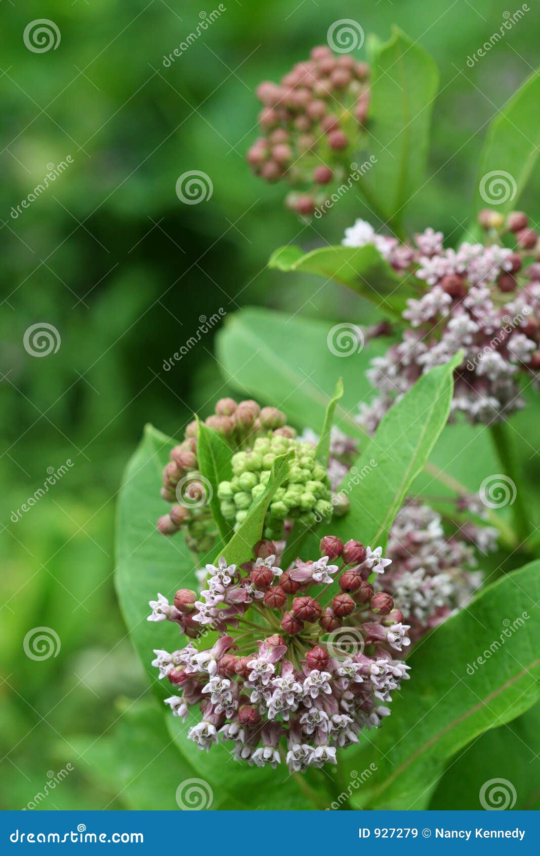 Roadside Milkweed In Bloom Stock Photography | CartoonDealer.com #95038154