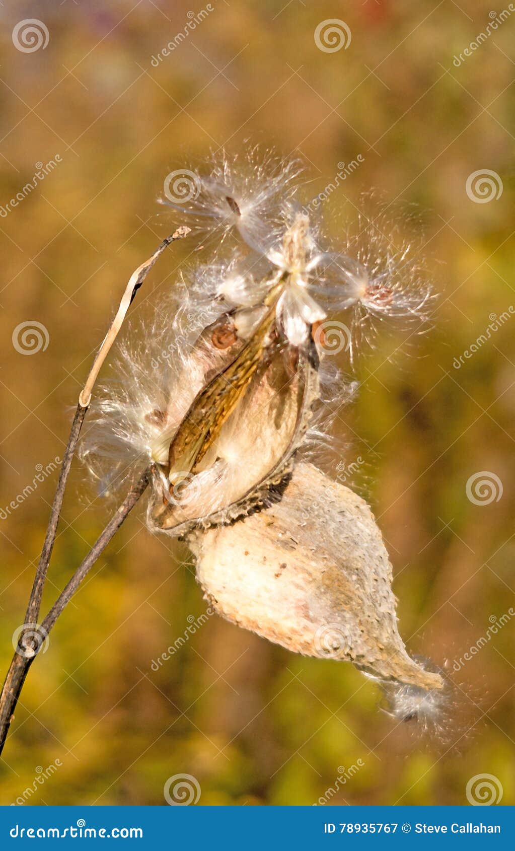 Common Milkweed Autumn Color Stock Image - Image of field, closeup ...
