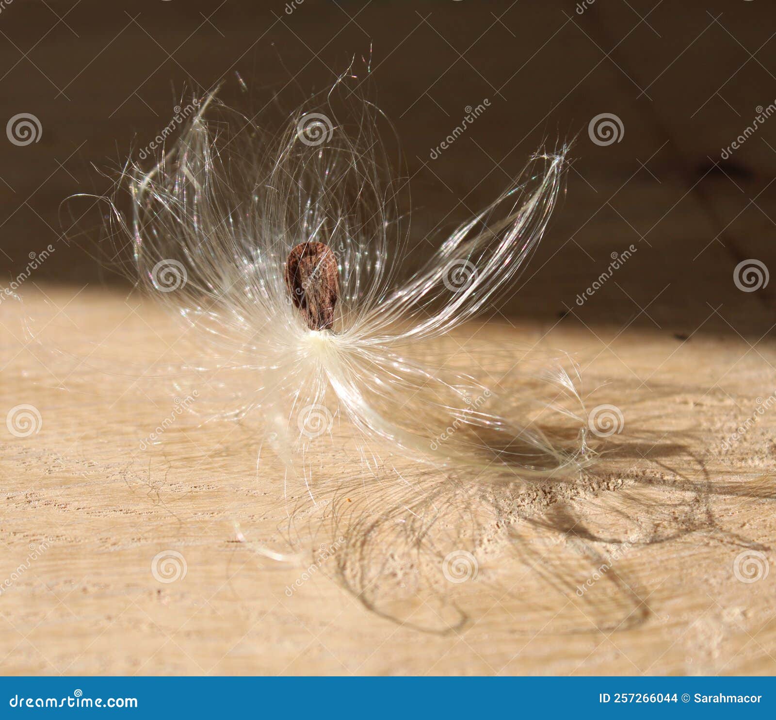 A Common Milkweed Seed with a Silk Tuft Stock Photo - Image of macro ...