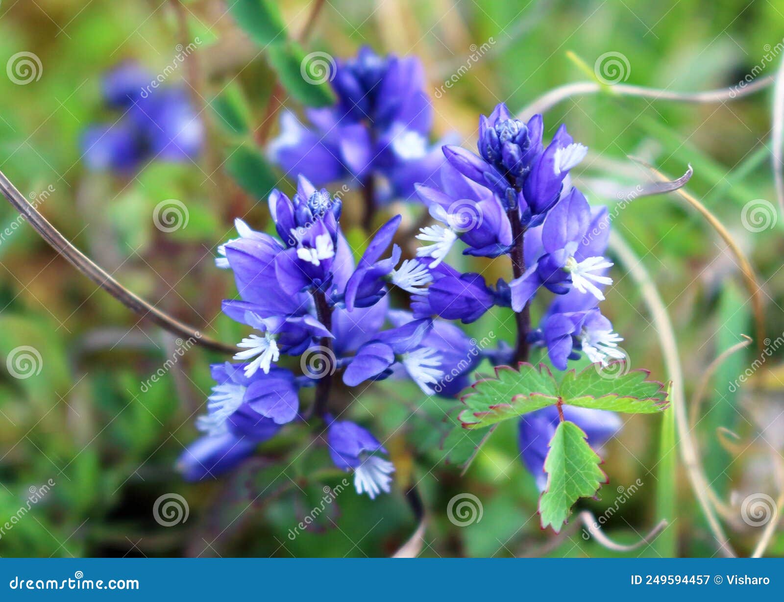 Common milkwort stock image. Image of milkwort, beautiful - 249594457