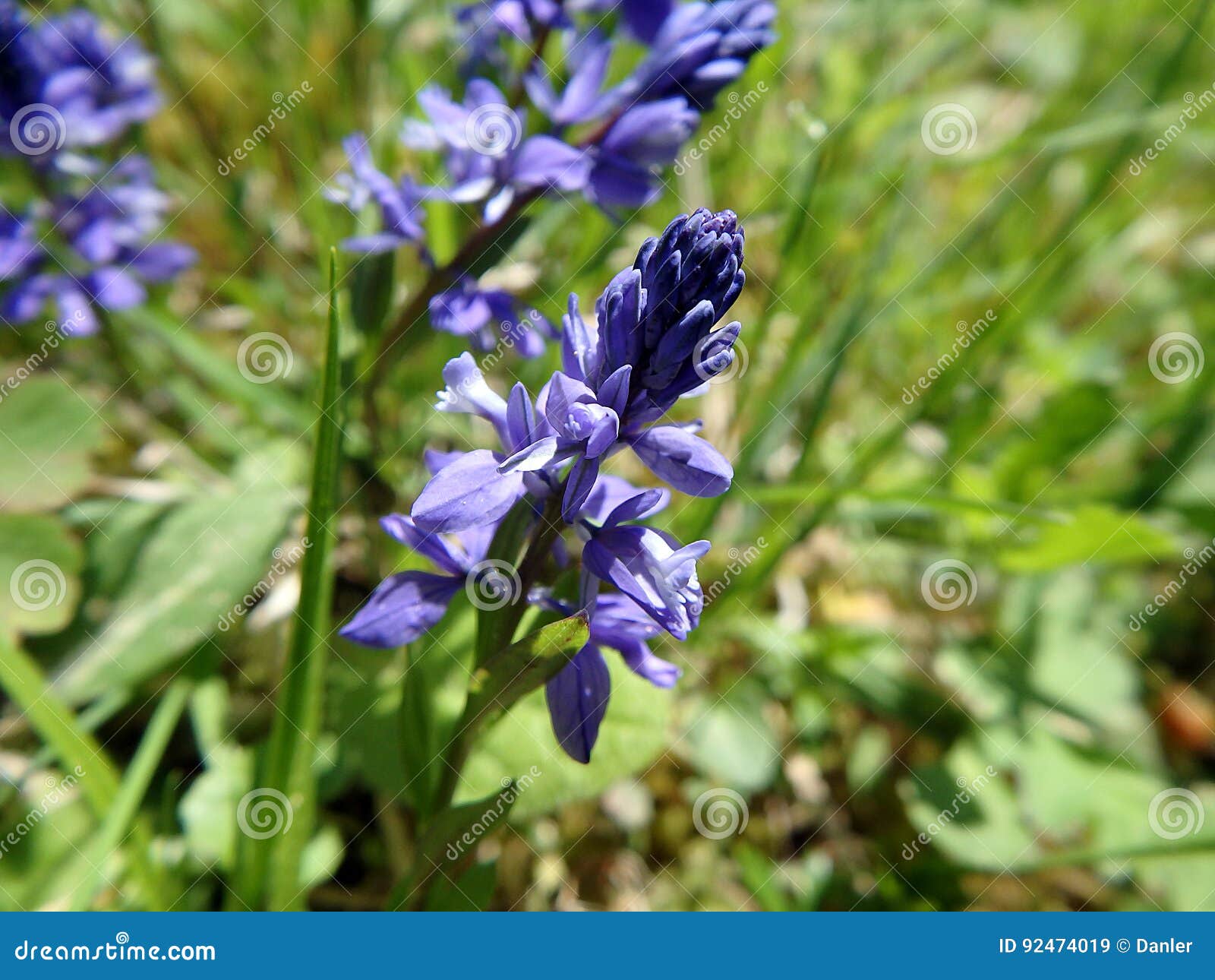 Common Milkwort, Blue Flower Stock Image - Image of flora, landscape ...